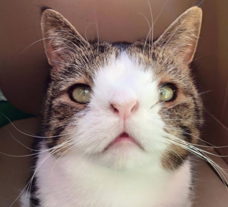 Cat With Down Syndrome: Does It Really Exist? - BuzzSharer.com