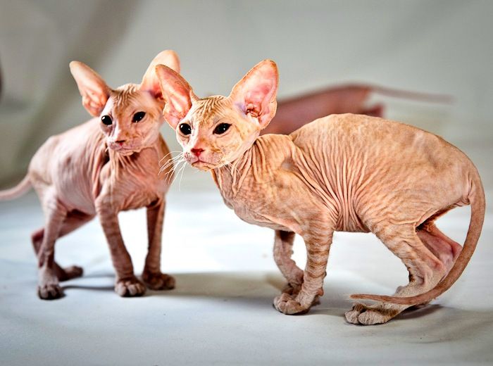 Peterbald - BuzzSharer.com