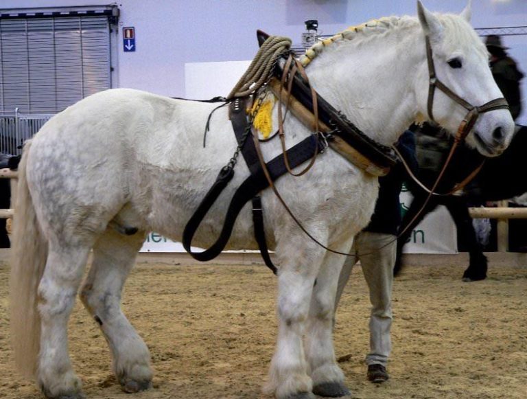 Percheron - BuzzSharer.com