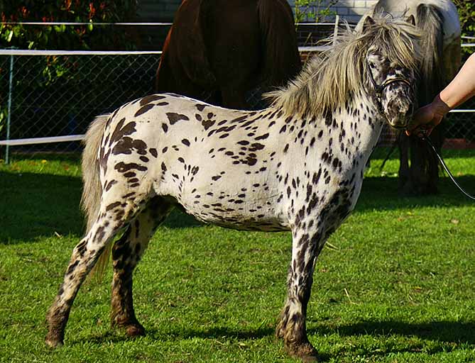 Mini Appaloosa - BuzzSharer.com