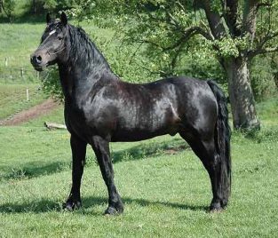 Welsh C - BuzzSharer.com