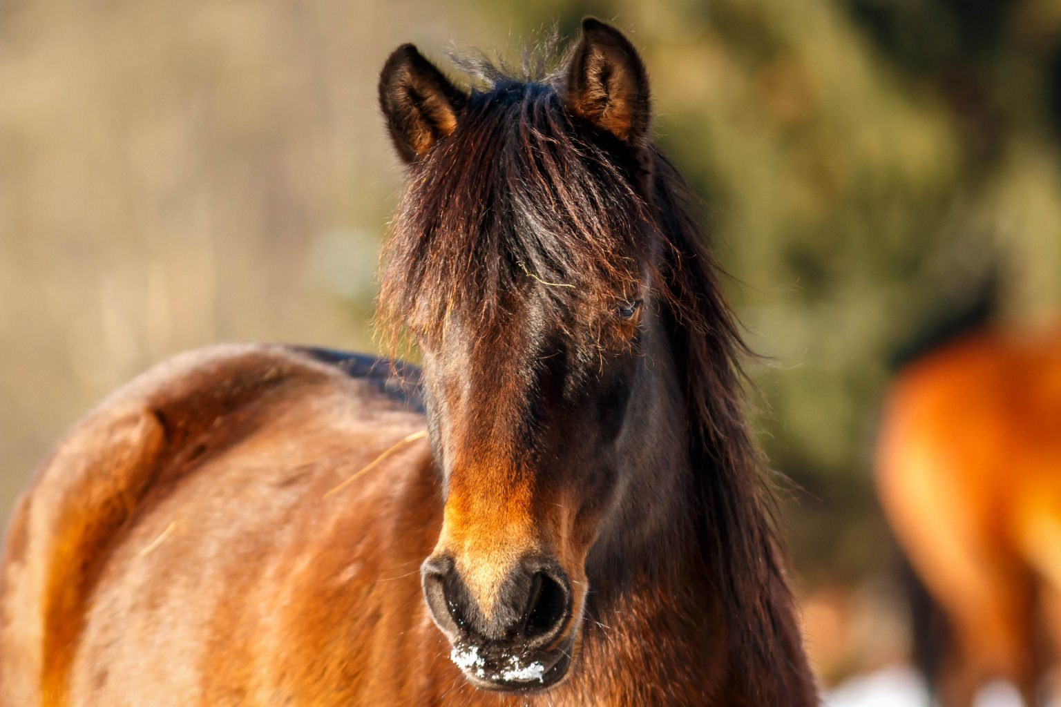 Hucul Pony - BuzzSharer.com