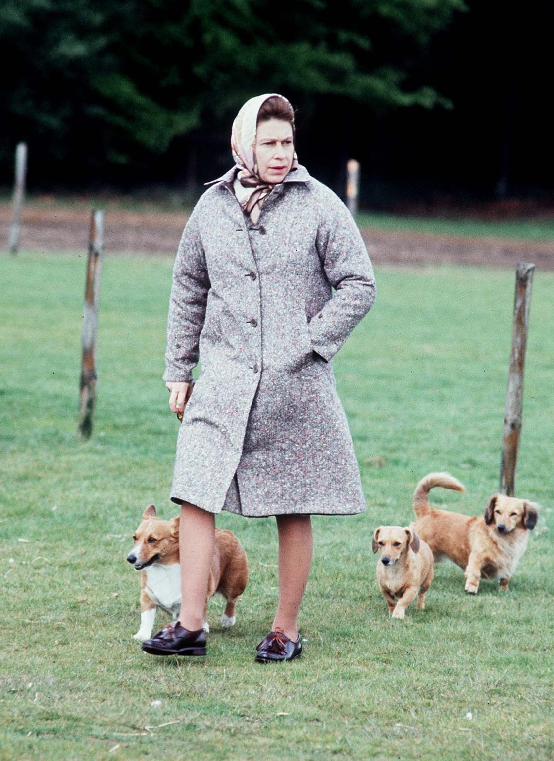 A Panorama of The Queen and Royal Corgis - BuzzSharer.com