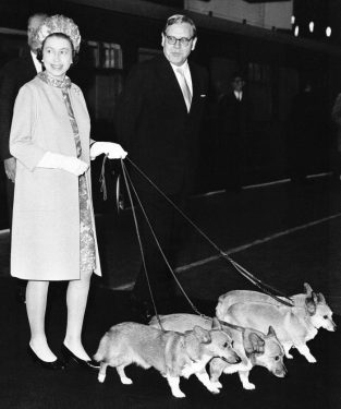 A Panorama of The Queen and Royal Corgis - BuzzSharer.com