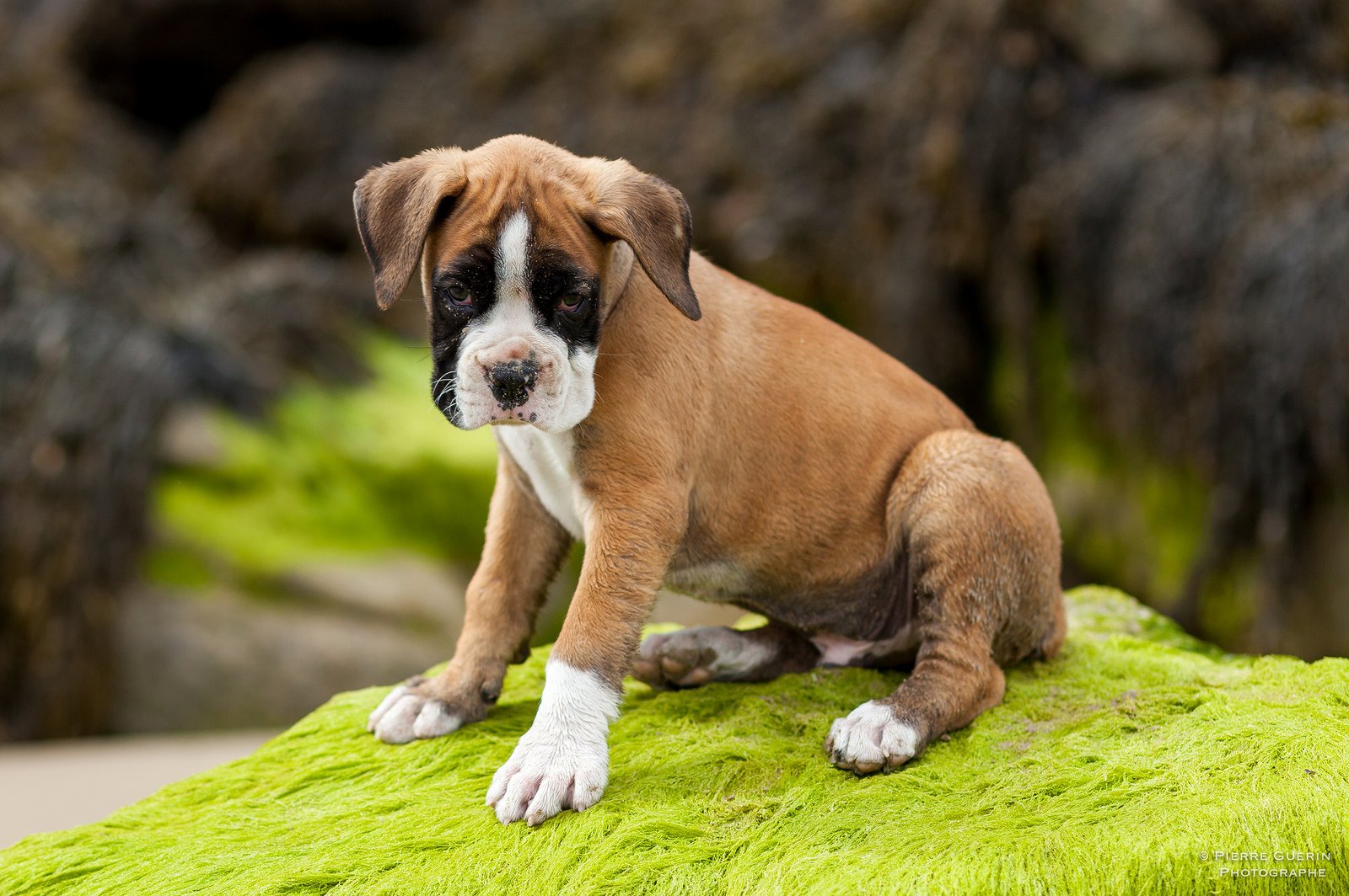 Dog Breed: German Boxer Parenting – A Comprehensive Guide - BuzzSharer.com