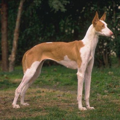 Dog Breed: Ibizan Hound Dog Parenting – A Comprehensive Guide ...