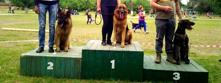 Tournament Dog Sport Equipment Tips To Get Started Buzzsharer