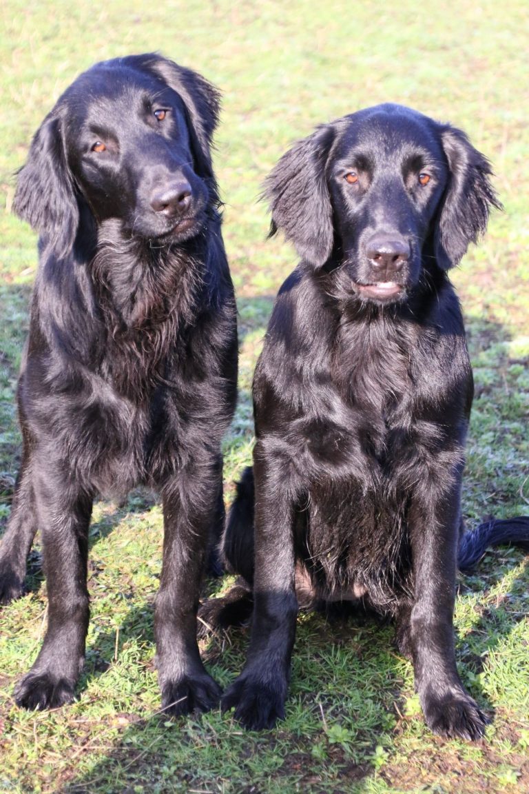 Dog Breed: Flat Coated Retriever Parenting – A Comprehensive Guide ...