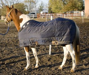 What to Consider When Choosing a Horse Rug for Australian Conditions ...