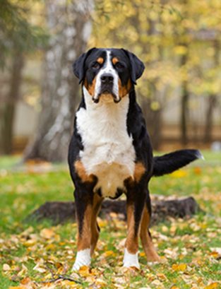 The 31 Heaviest Dog Breeds Worldwide - BuzzSharer.com
