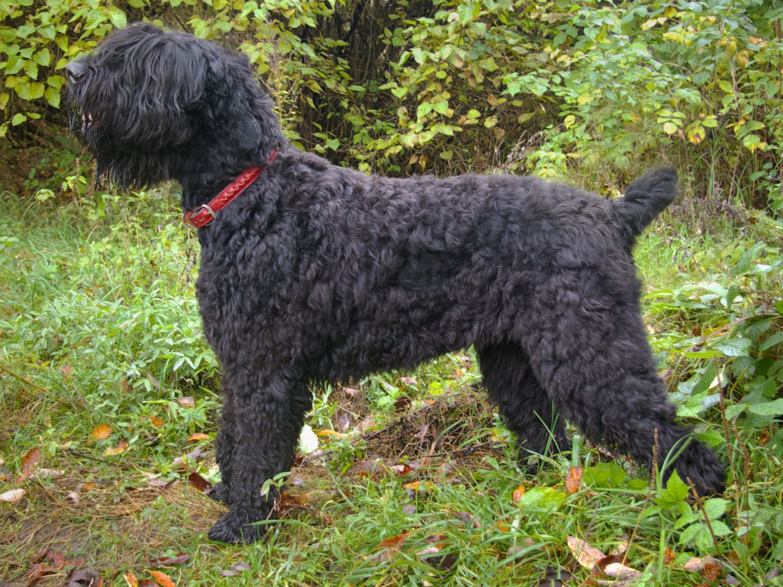 The 31 Heaviest Dog Breeds Worldwide - BuzzSharer.com