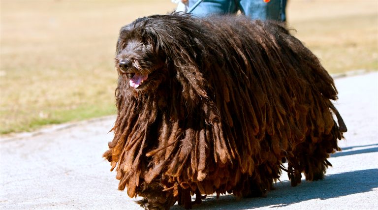 Rare Dog Breeds: The 26 Rarest Dogs In The World - BuzzSharer.com