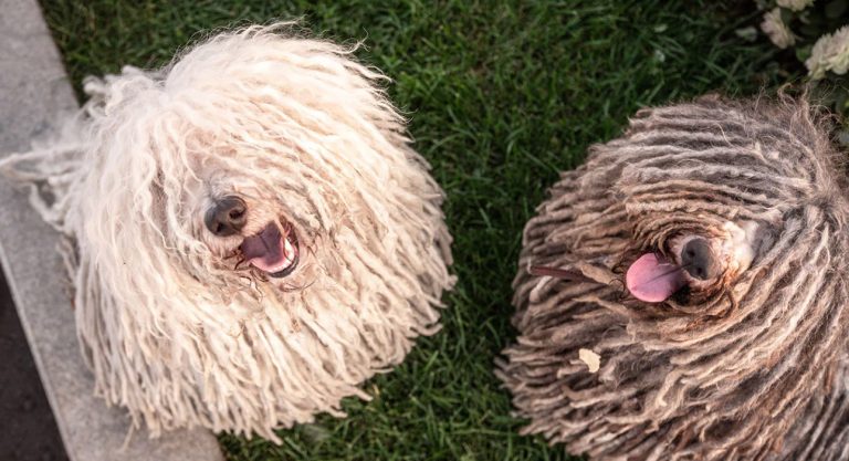 Rare Dog Breeds: The 26 Rarest Dogs In The World - BuzzSharer.com