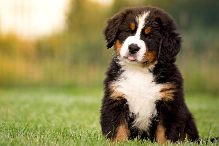 The 31 Heaviest Dog Breeds Worldwide - BuzzSharer.com