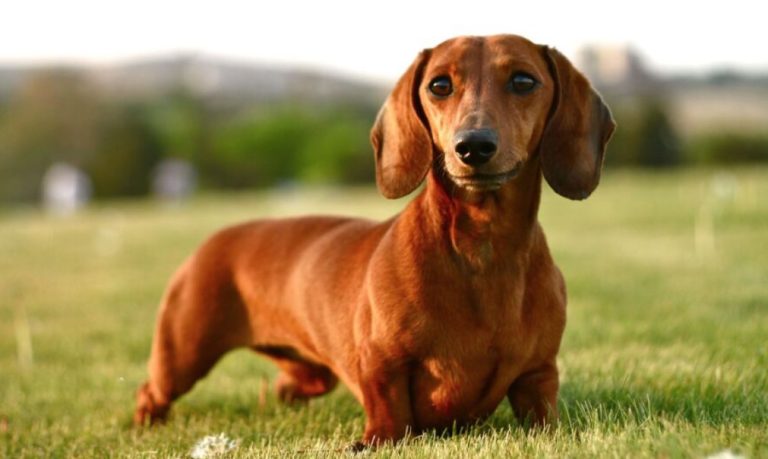 The 10 Most Popular Hunting Dog Breeds - BuzzSharer.com