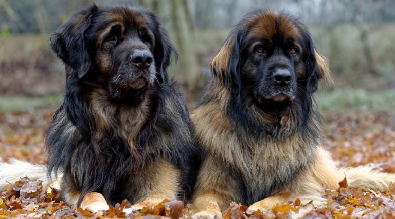 The 31 Heaviest Dog Breeds Worldwide - BuzzSharer.com
