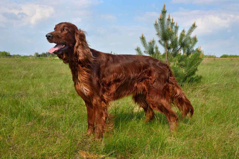 The 10 Most Popular Hunting Dog Breeds - BuzzSharer.com