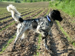 The 10 Most Popular Hunting Dog Breeds - BuzzSharer.com