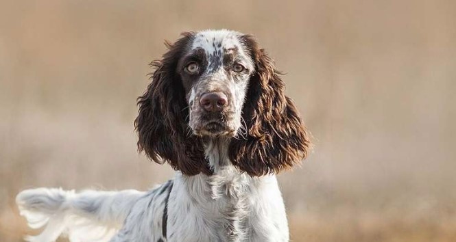 100 Must Read Books About Springer Spaniels - BuzzSharer.com