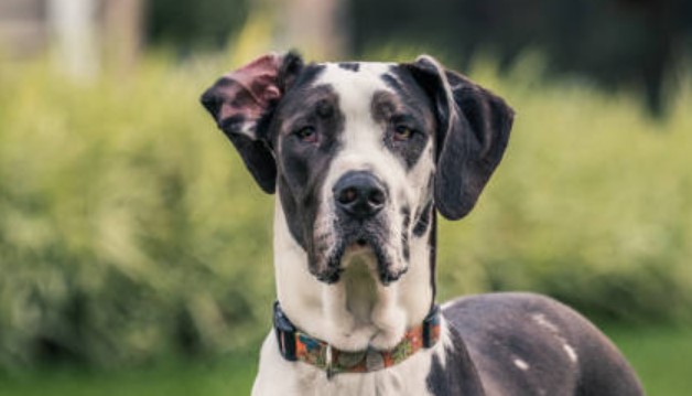 100 Must Read Books About Great Danes - BuzzSharer.com
