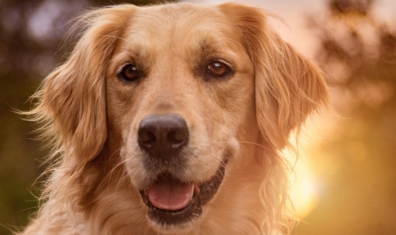 69 Must Read Books About Golden Retrievers - BuzzSharer.com
