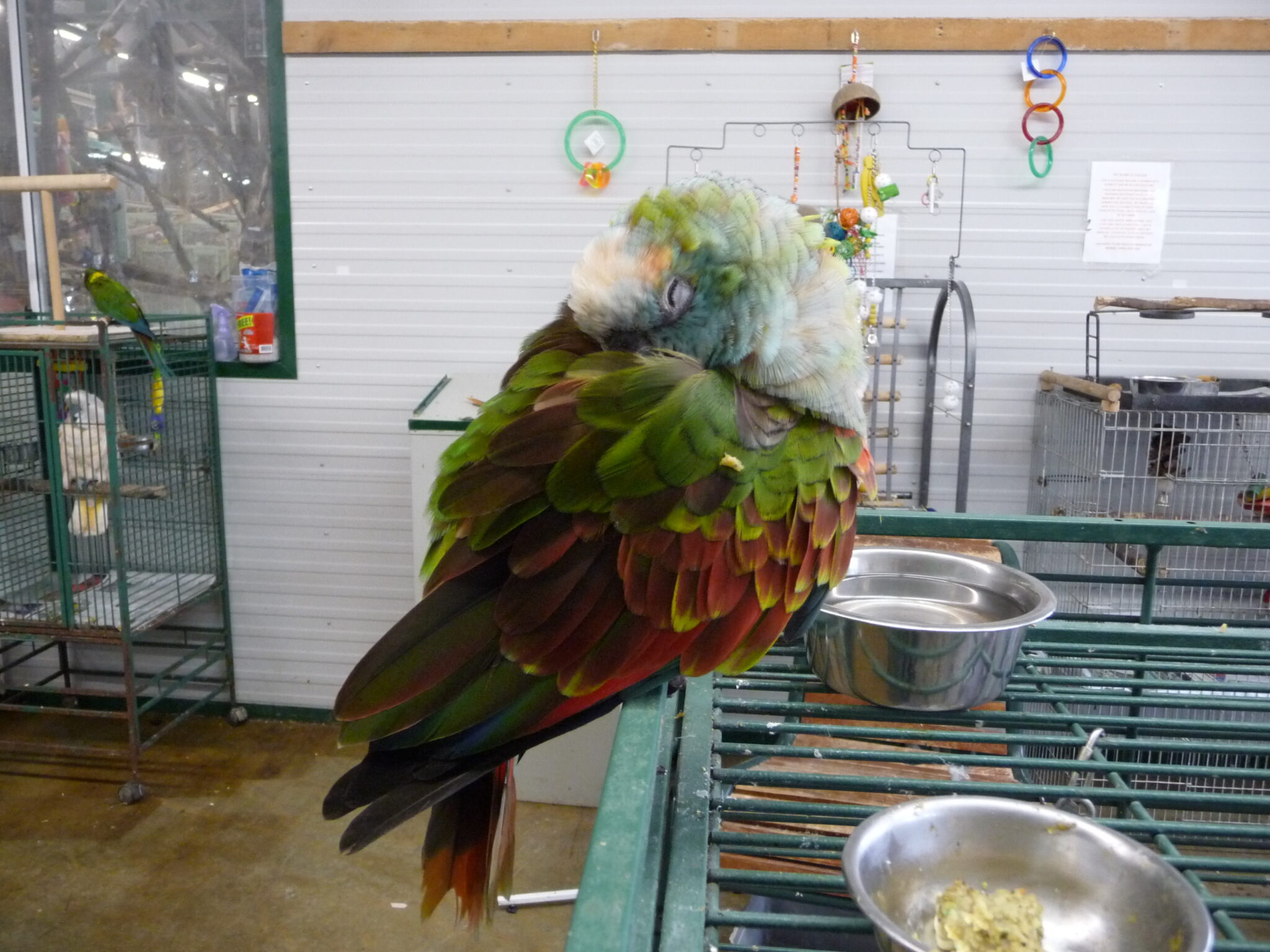 Why Is the Parrot Balding? Causes, Prevention, and Treatment ...