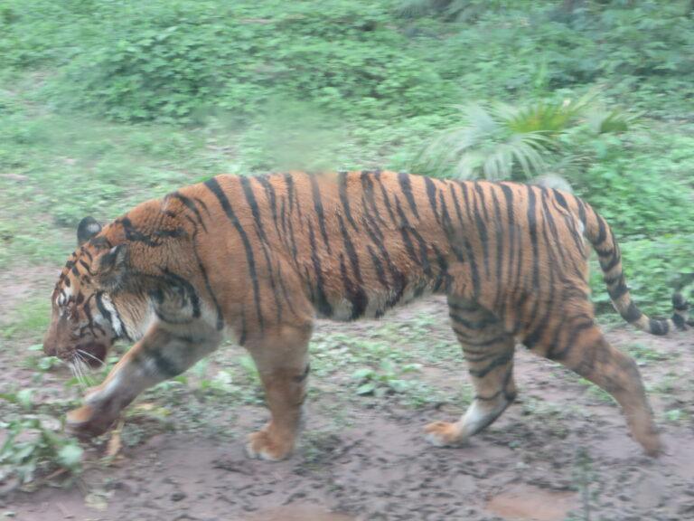 The South China Tiger: A Critical Species on the Brink of Extinction ...