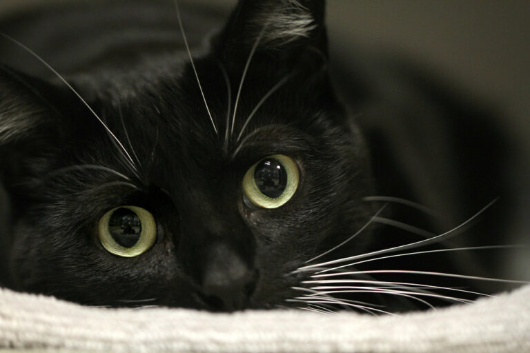 Diseases of the Pancreas in Cats: Causes, Symptoms, Diagnosis, and ...