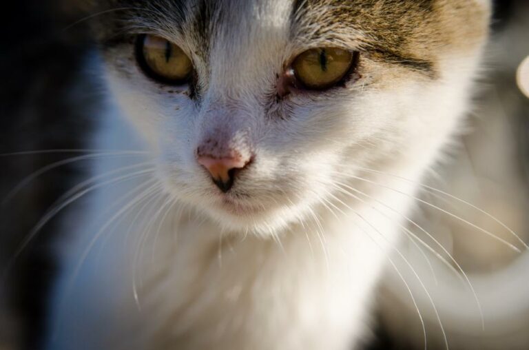 Eye Diseases in Cats: Understanding, Prevention, and Treatment ...