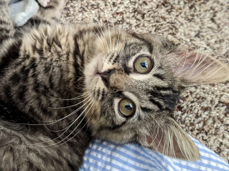 Conjunctivitis and Otitis Media in Cats: Causes, Symptoms, Diagnosis ...