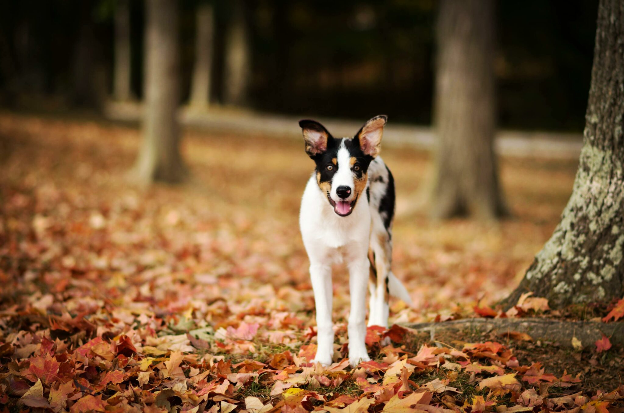 Soft Paws: How to Care for Your Dog's Paws in the Fall - BuzzSharer.com