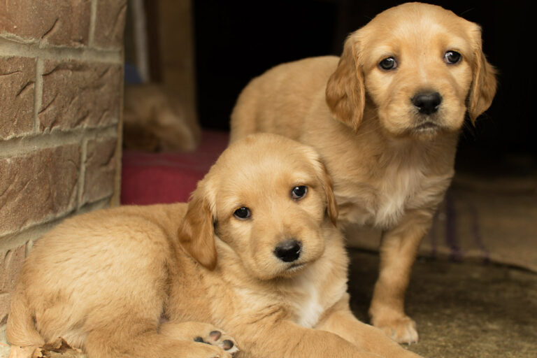 Stages of Puppy Growth: A Complete Guide - BuzzSharer.com
