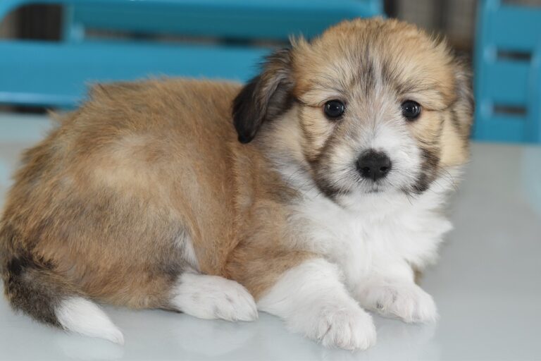 Sepsis in Dogs: Symptoms, Causes, Diagnosis, and Treatment - BuzzSharer.com