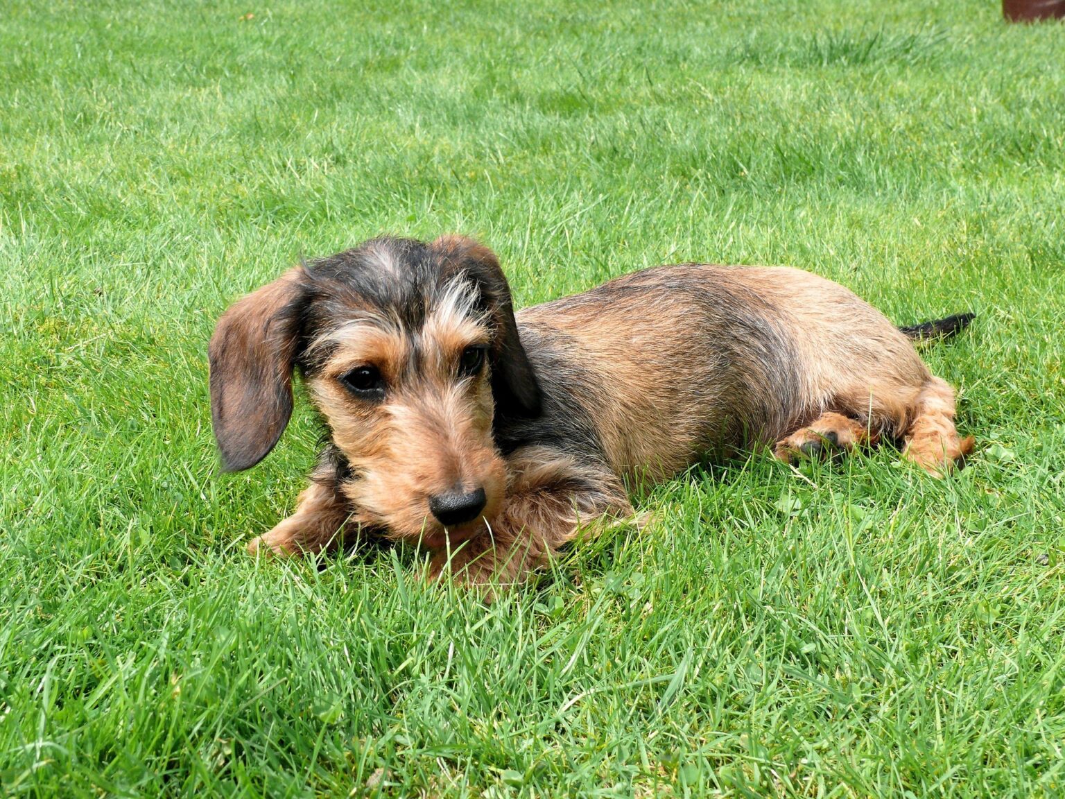 10 Traits That Make Dachshunds Truly Unique - BuzzSharer.com